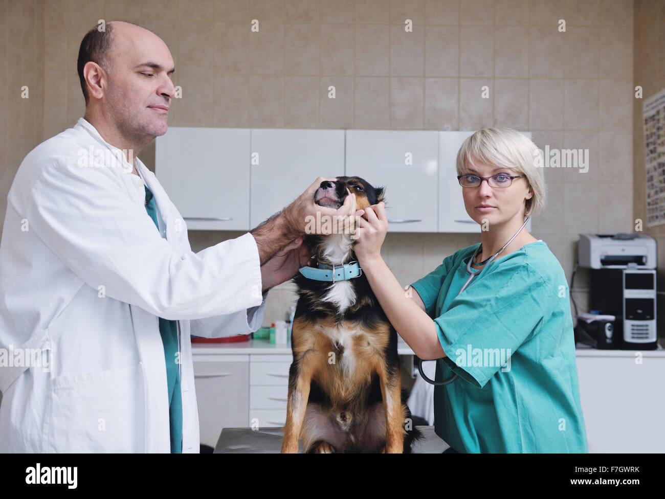 portrait of a veterinarian and assistant in a small animal clinic at ...