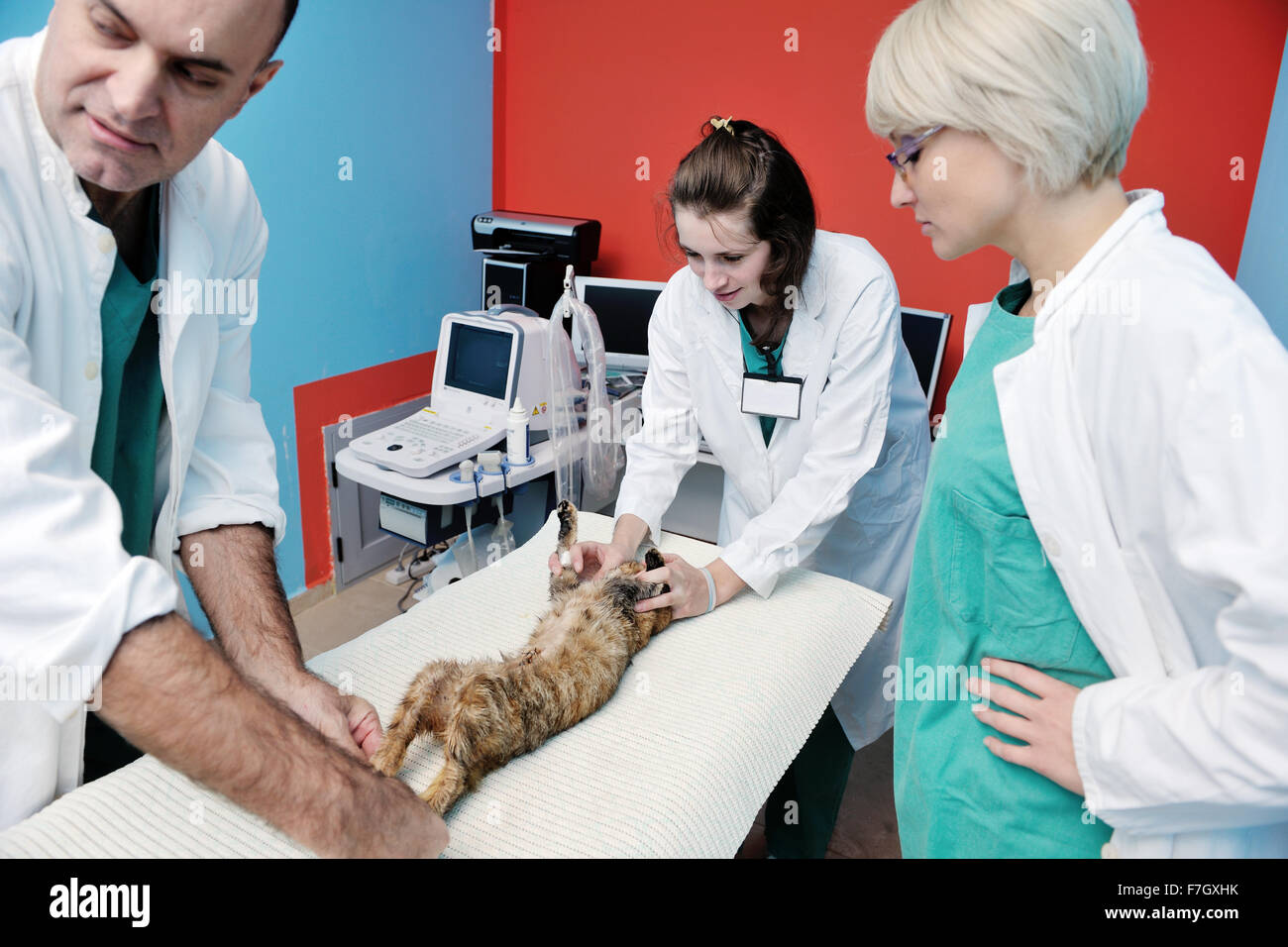 portrait of a veterinarian and assistant in a small animal clinic at ...