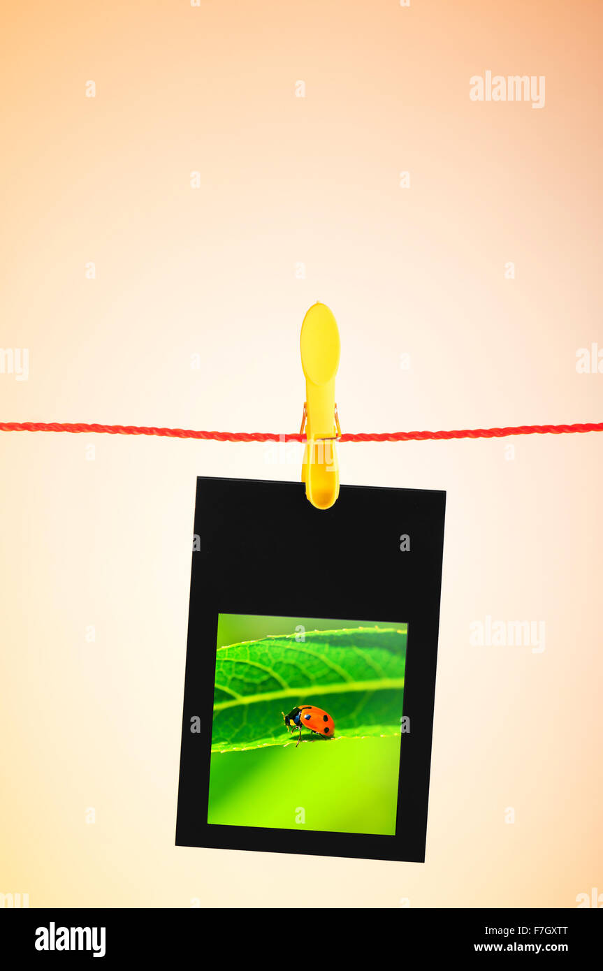 Ladybug on the hanging photo Stock Photo - Alamy