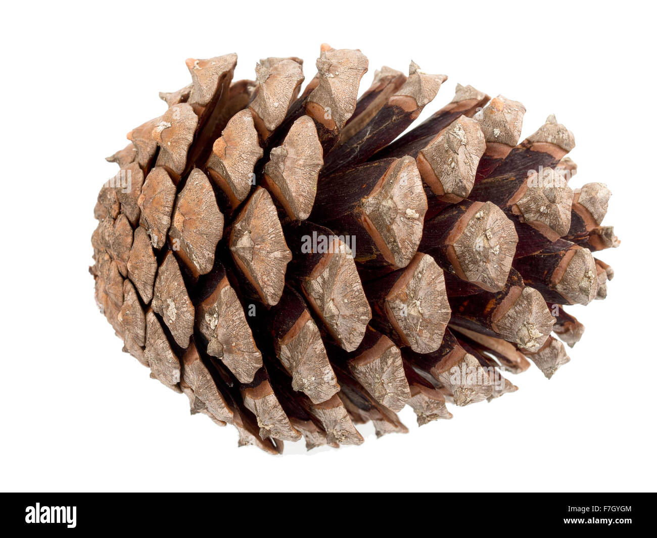 Pine cone open hi-res stock photography and images - Alamy