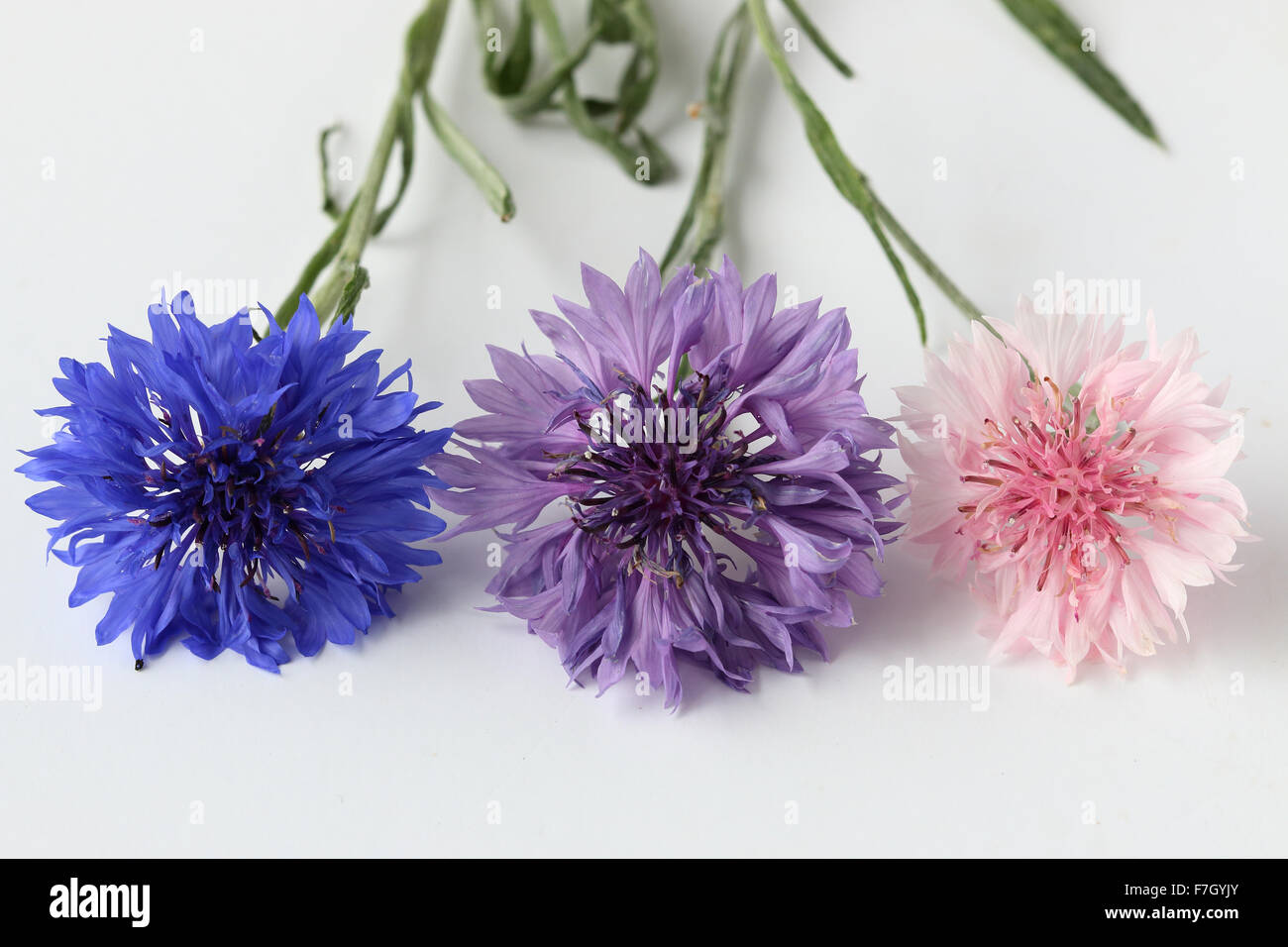 Pink, purple and Blue Centaurea cyanus or also known as Cornflower ...