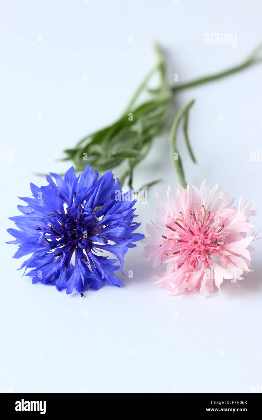 Pink and Blue Centaurea cyanus or also known as Cornflower Stock Photo ...
