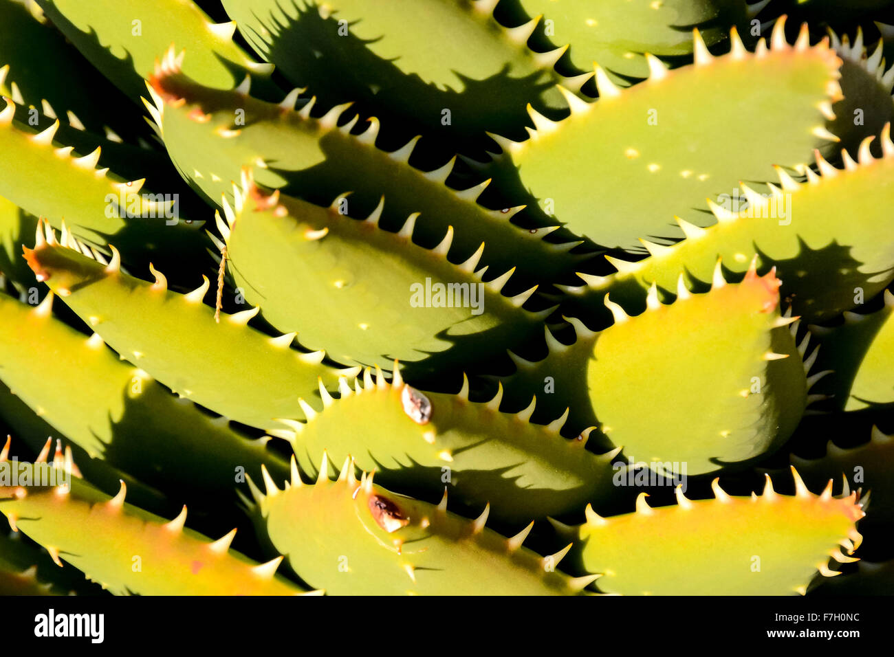 Cactus Texture Background Stock Photo - Alamy