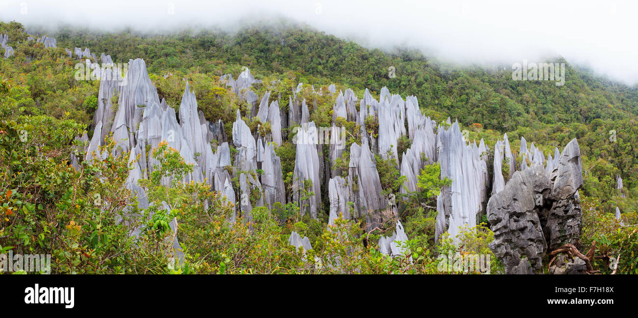 Limestone pinnacles at gunung mulu national park Stock Photo - Alamy