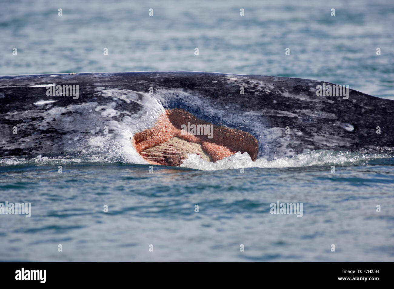 pr0216-D. Gray Whale (Eschrichtius robustus), injured. Note huge open ...