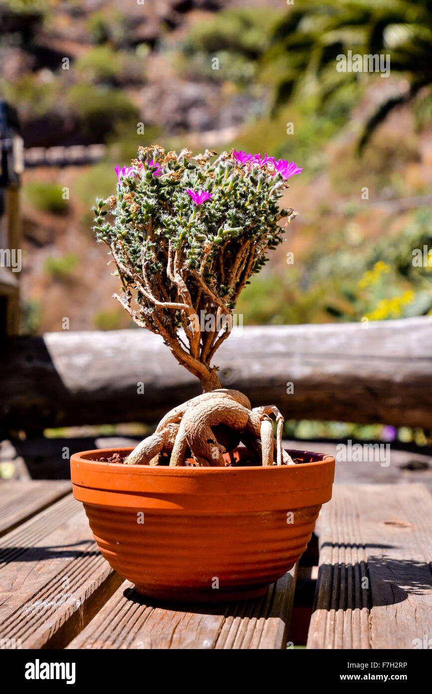 Strange Unusual Plant Pot Stock Photo - Alamy