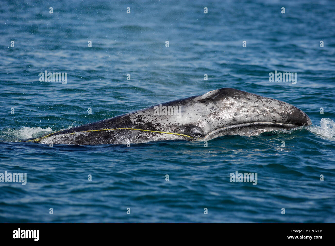 pr0251-D. Gray Whale (Eschrichtius robustus) breaching. Juvenile is ...