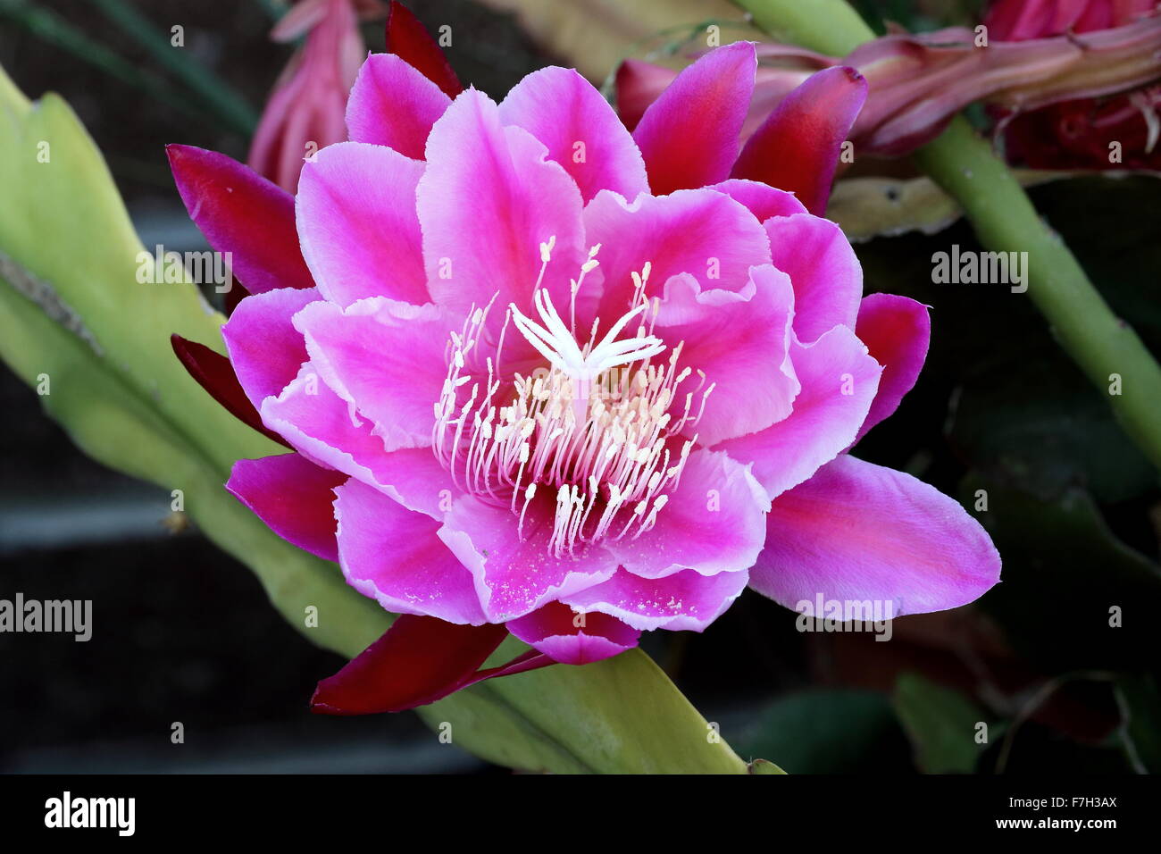 Pink Epiphyllum Madras Ribbon or known as Orchid cactus Stock Photo - Alamy