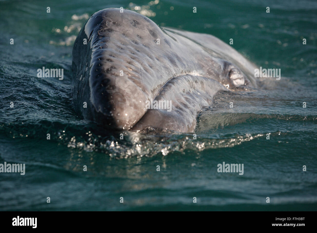 pr5160-D. Gray Whale (Eschrichtius robustus) calf. Note hairs on snout ...