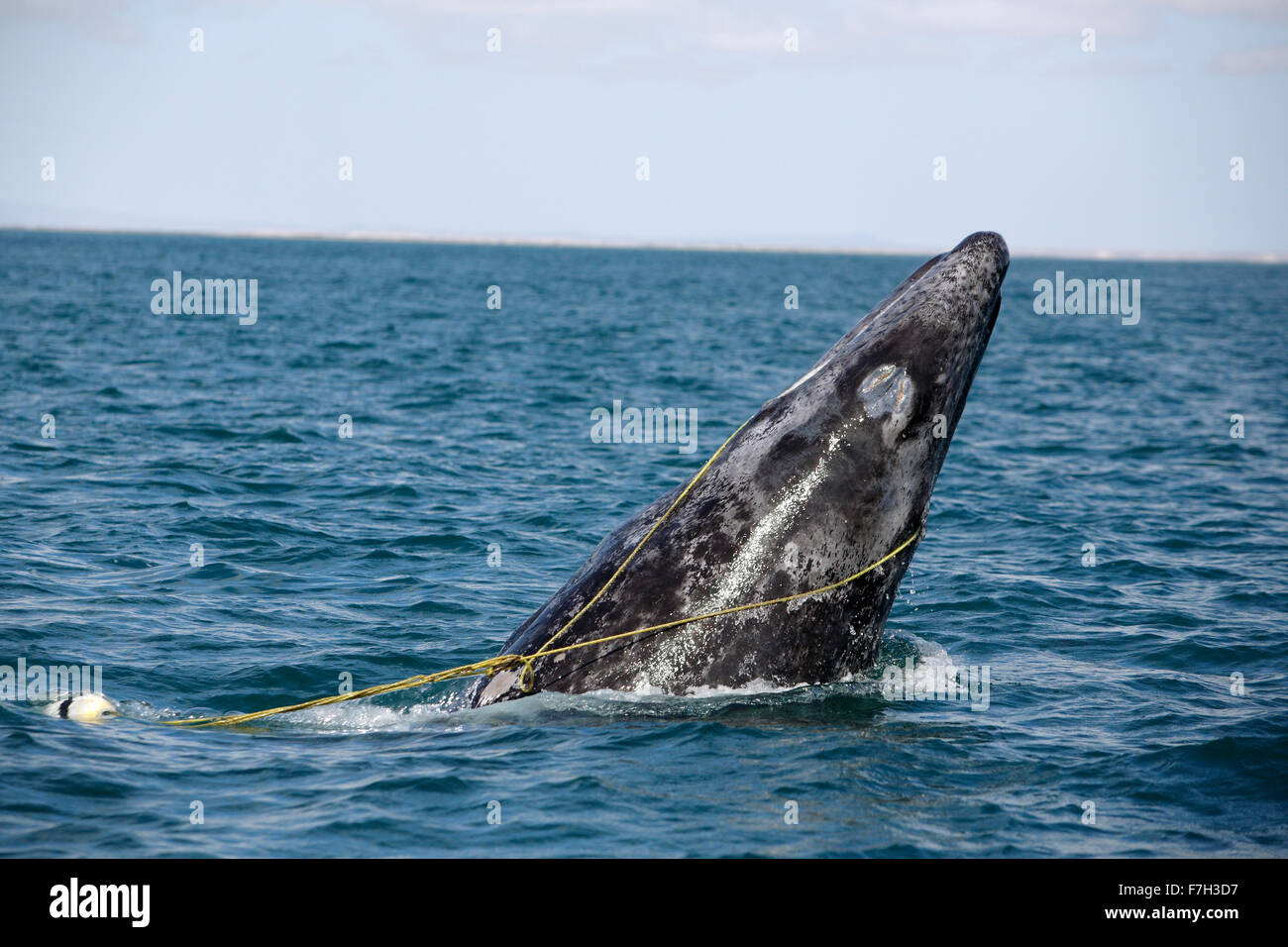 Trap net whale hi-res stock photography and images - Alamy