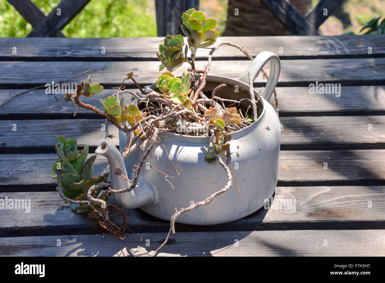 Strange Unusual Plant Pot Stock Photo - Alamy