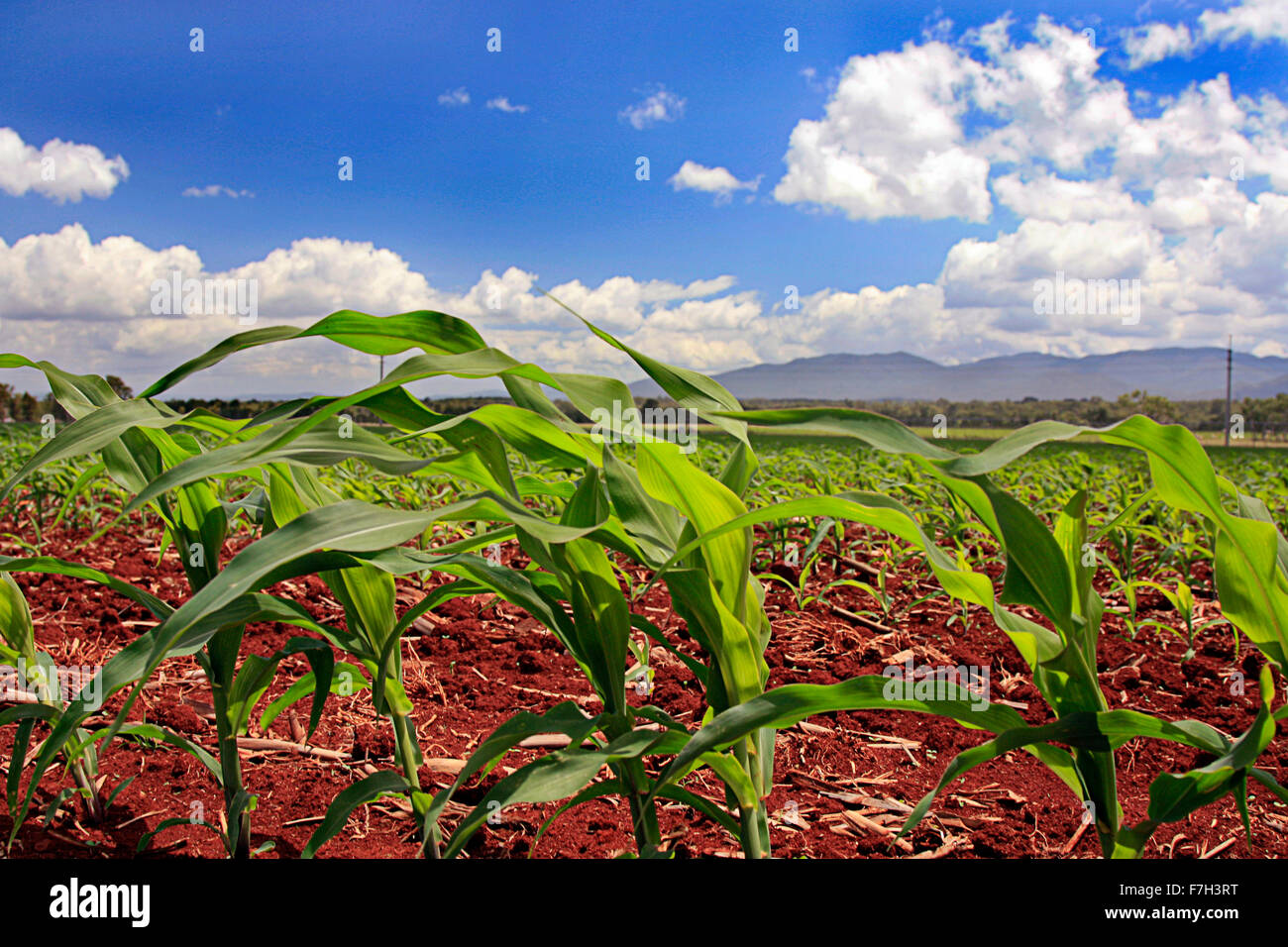 baby corn growing on a fertile soil farm Stock Photo - Alamy