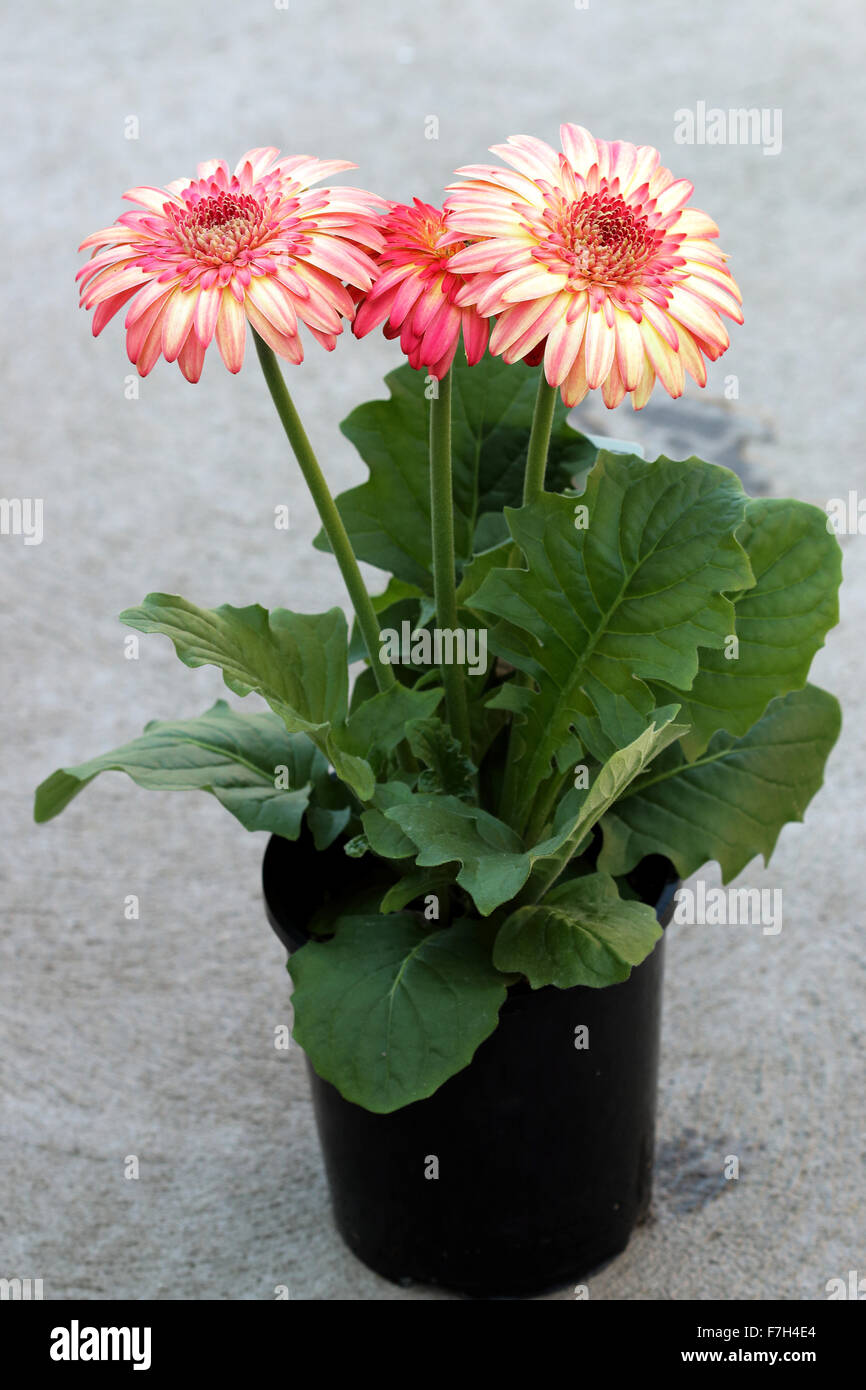 Gerbera jamesonii - burst of colour Stock Photo - Alamy