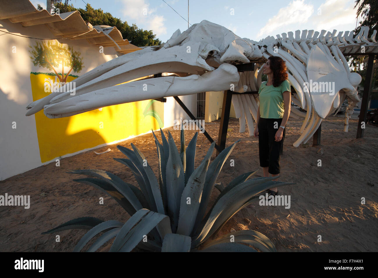pr7044-D. Gray Whale (Eschrichtius robustus) skeleton, and woman (model ...