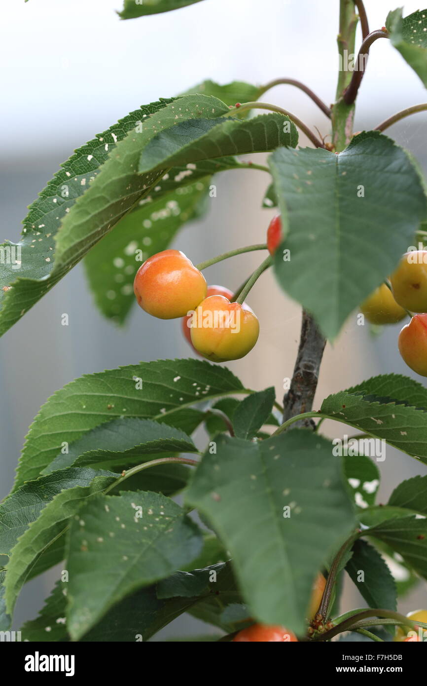 Lapins cherry with young fruits on a tree Stock Photo - Alamy