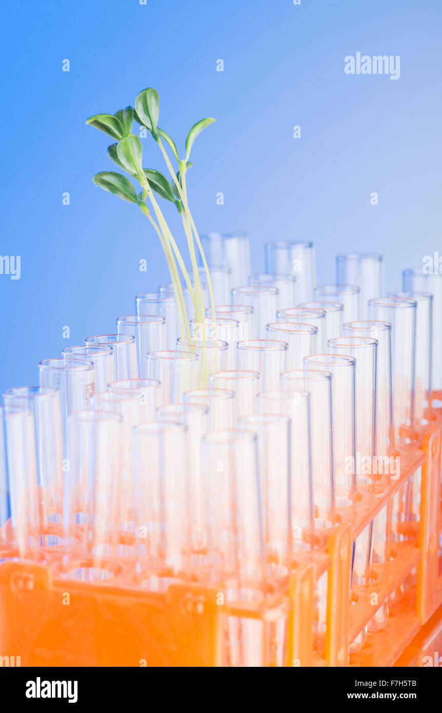 Lab tests with green seedlings Stock Photo - Alamy