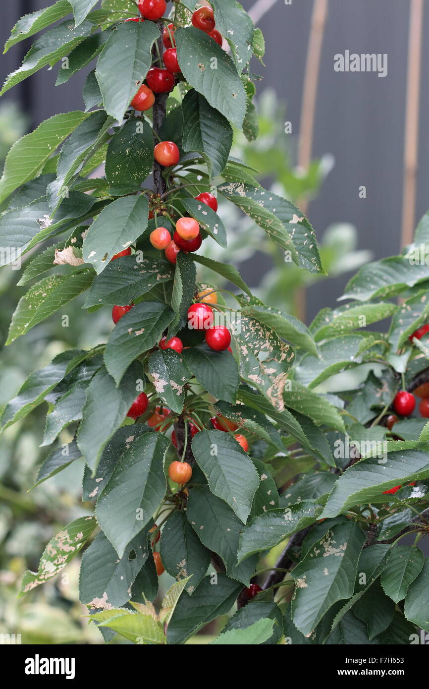 Lapins cherry with fruits on a tree - cherries with green foliage Stock ...