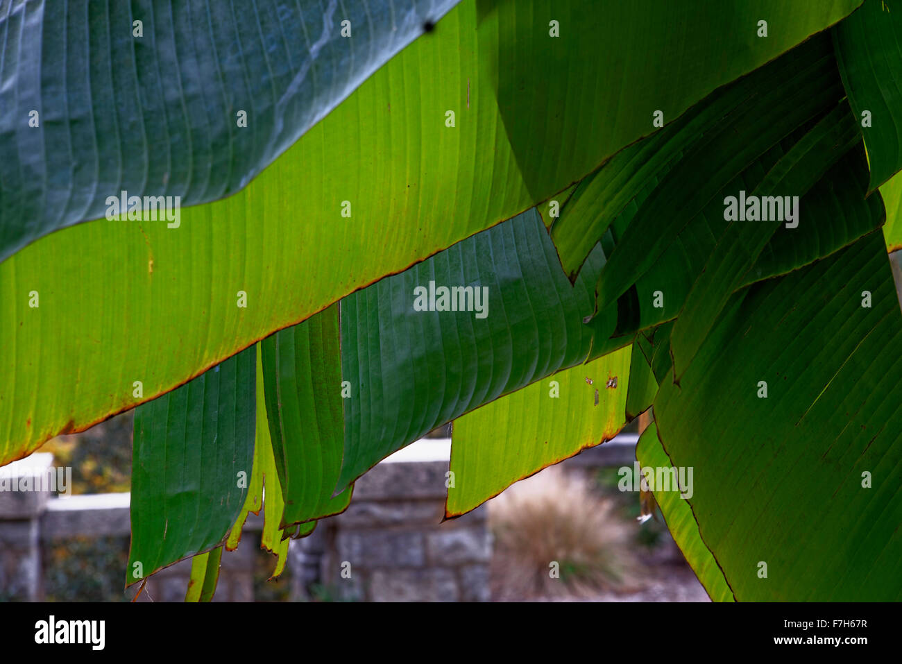 Palm capital columns hi-res stock photography and images - Alamy