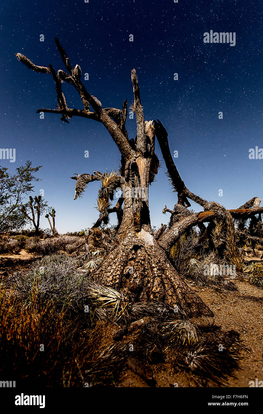Leaning Cactus High Resolution Stock Photography and Images - Alamy