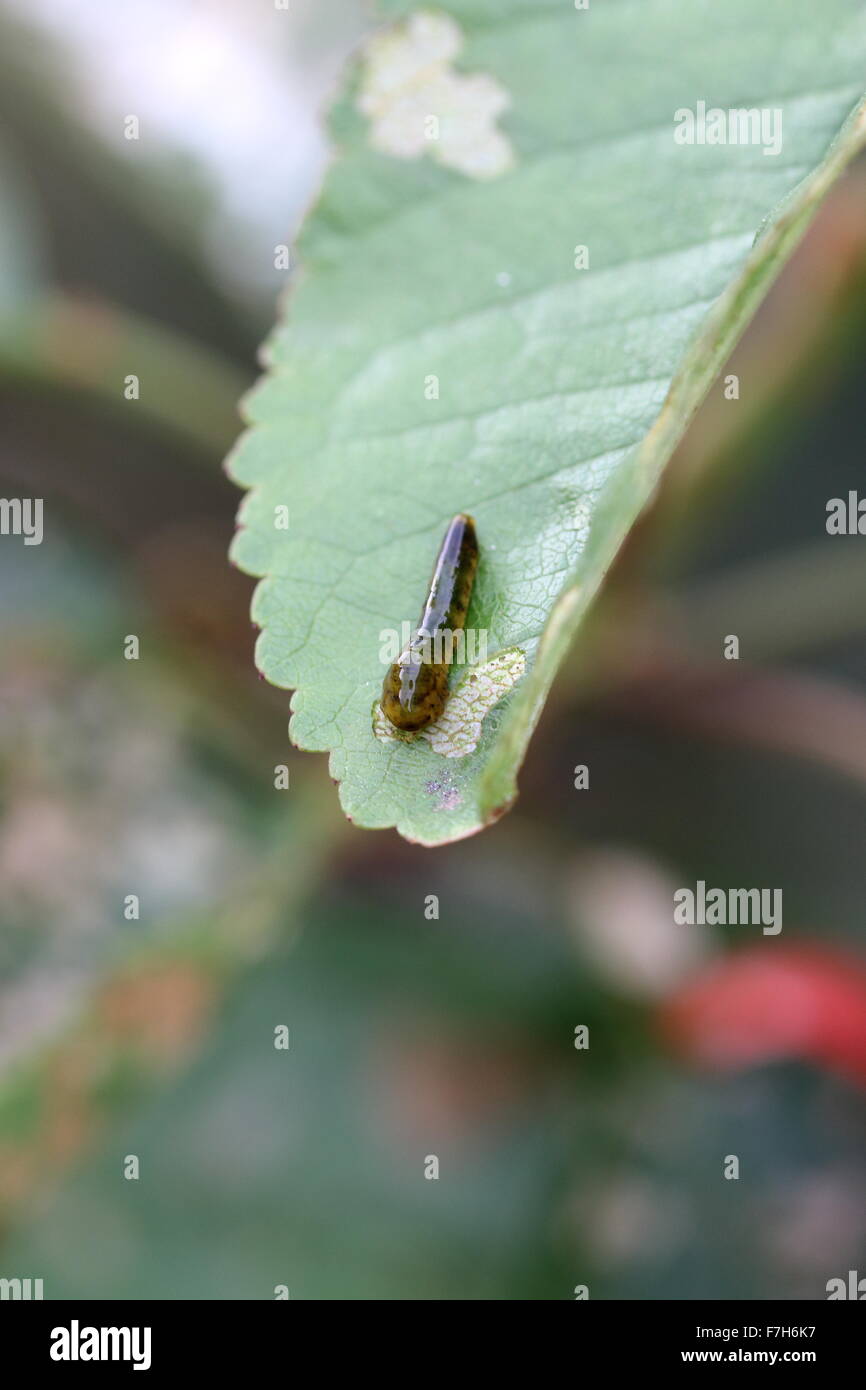 Pear and Cherry slug worm on a cherry leaf Stock Photo - Alamy