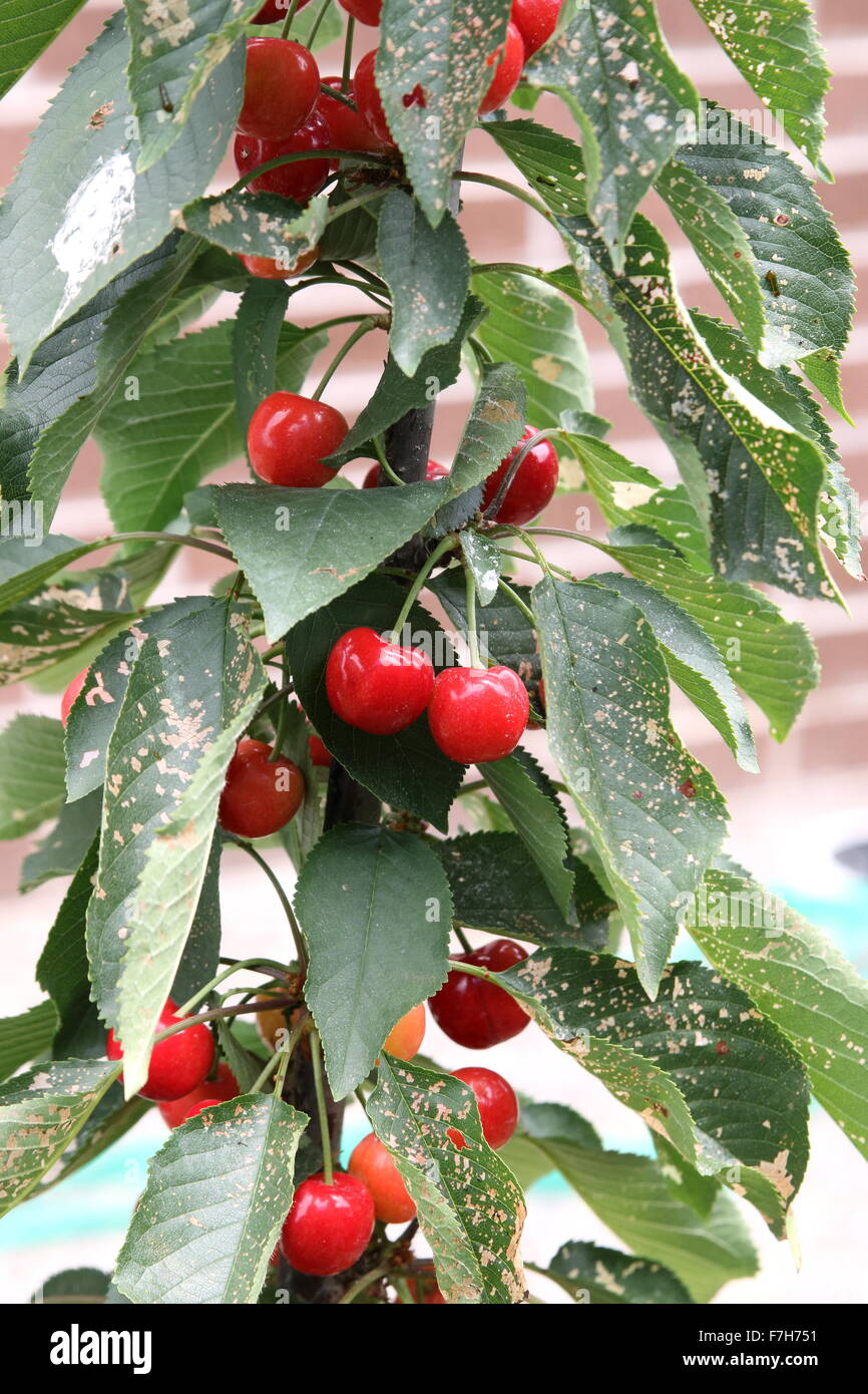 Lapins cherry with fruits on a tree - cherries with green foliage Stock ...