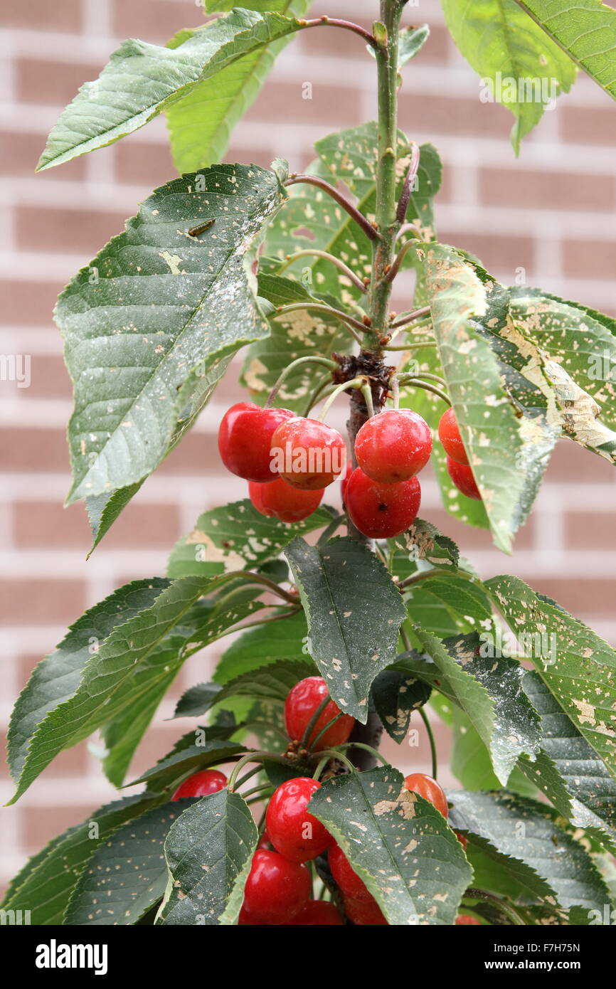 Lapins cherry with fruits on a tree - cherries with green foliage Stock ...