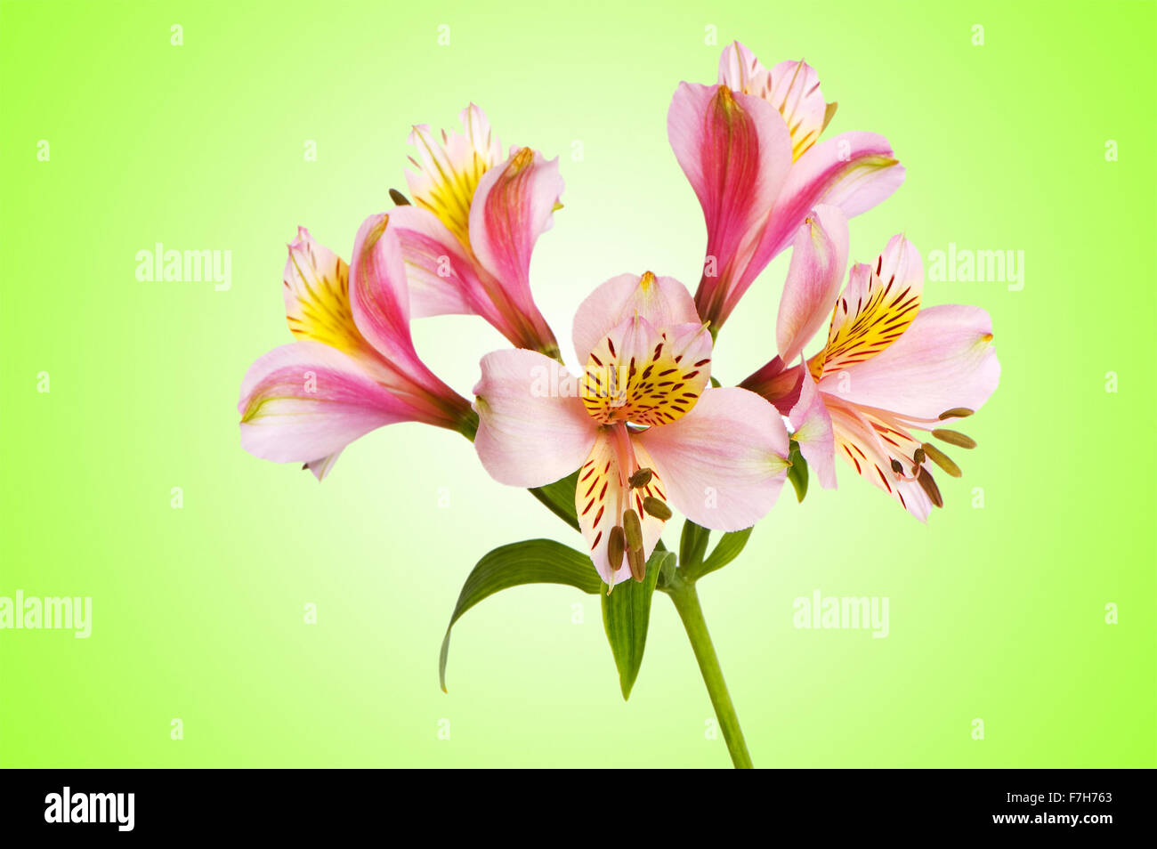 Colourful lilies against gradient background Stock Photo - Alamy