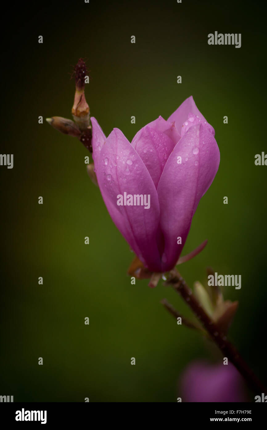 Desert lily in spring hi-res stock photography and images - Alamy
