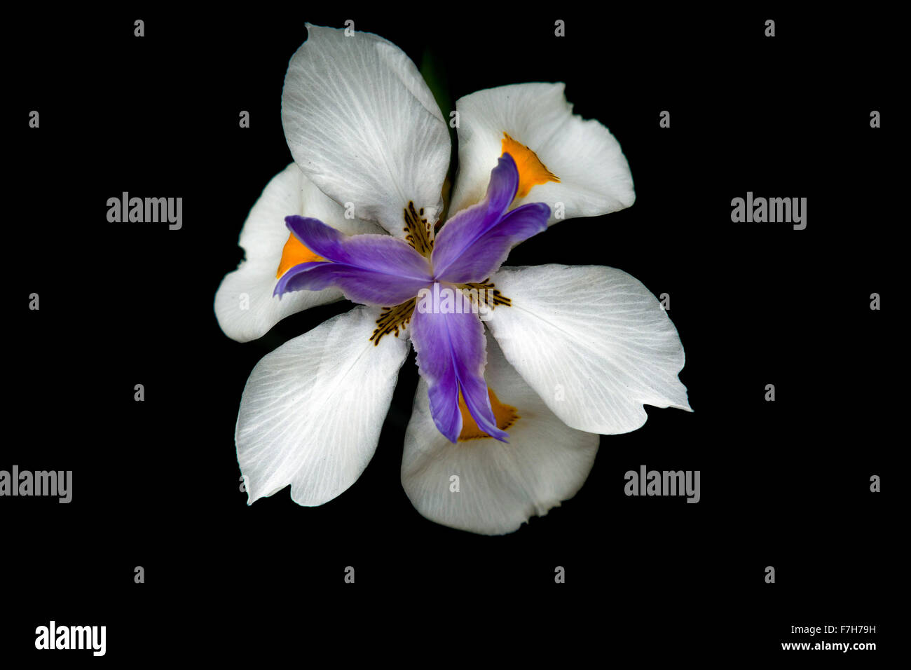 Fortnight lily hi-res stock photography and images - Alamy