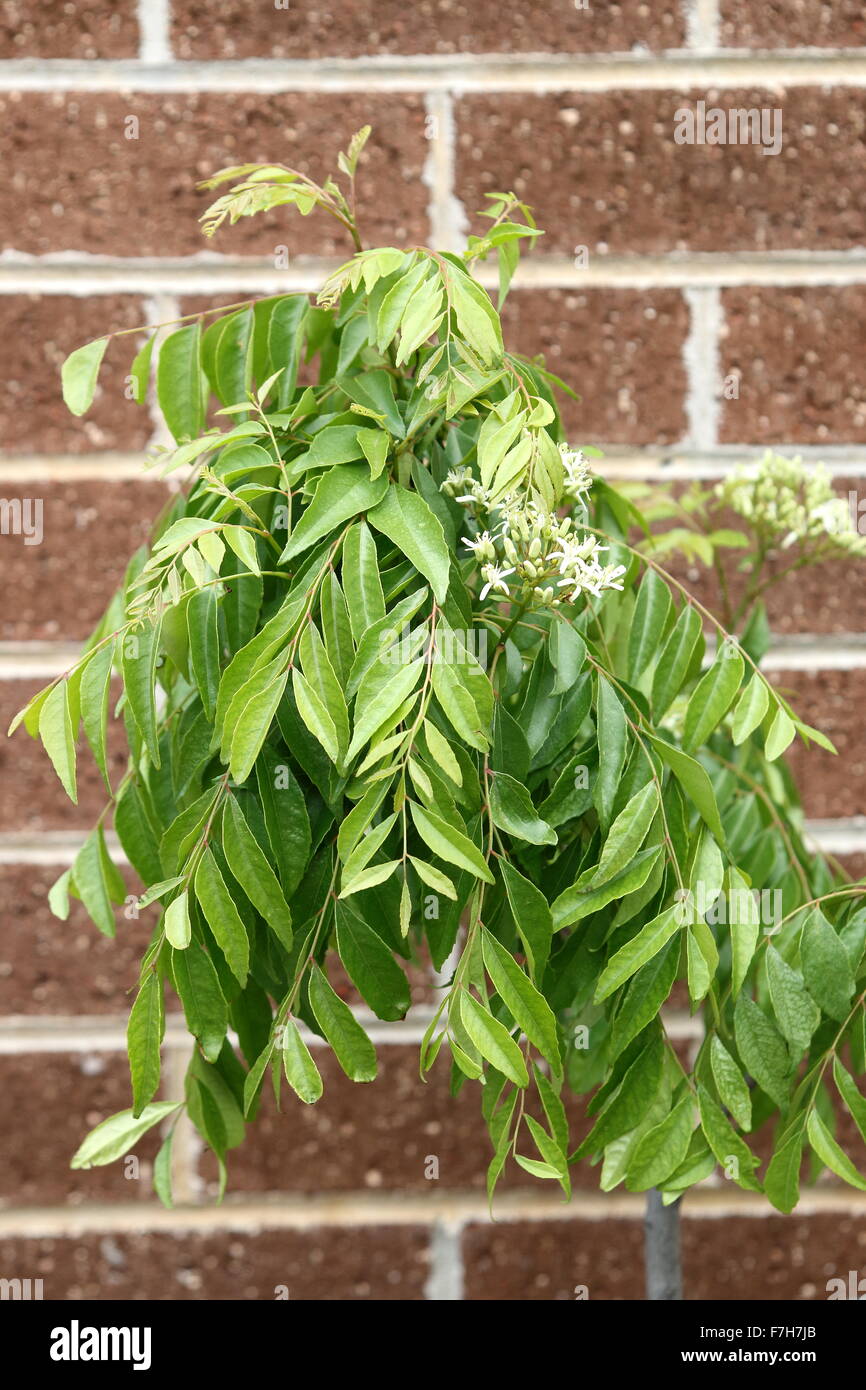 Planting Curry Tree Stock Photos & Planting Curry Tree Stock Images - Alamy