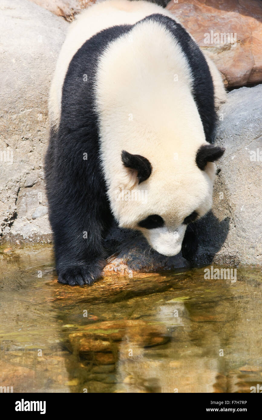 Panda water hi-res stock photography and images - Alamy
