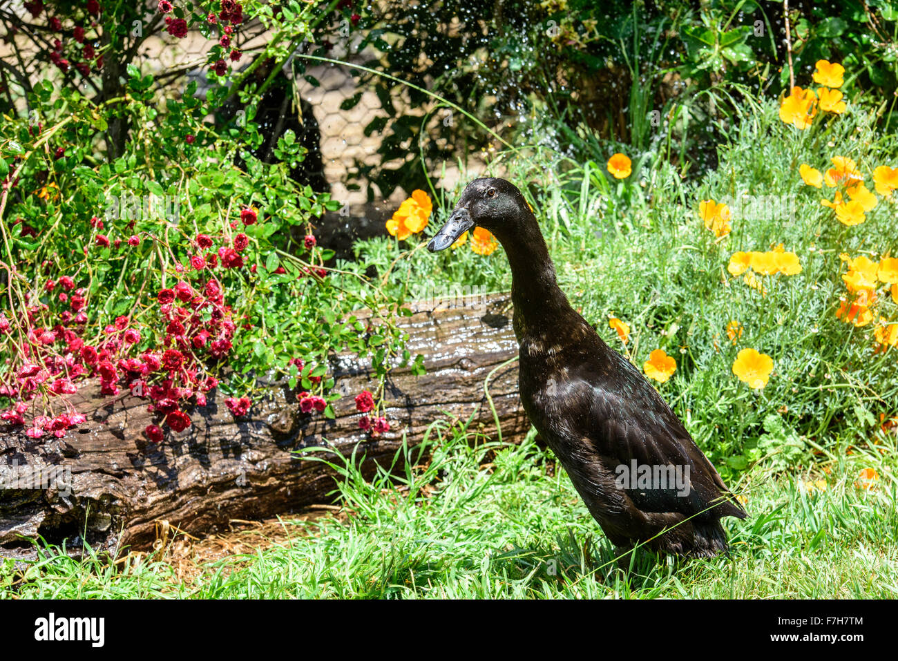 Black Duck and ducklings explore the flower garden on a sunny spring ...