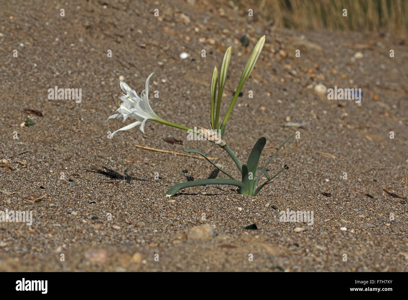 Flowering sea daffodil (Pancratium maritimum) at sea beach in Antalya ...