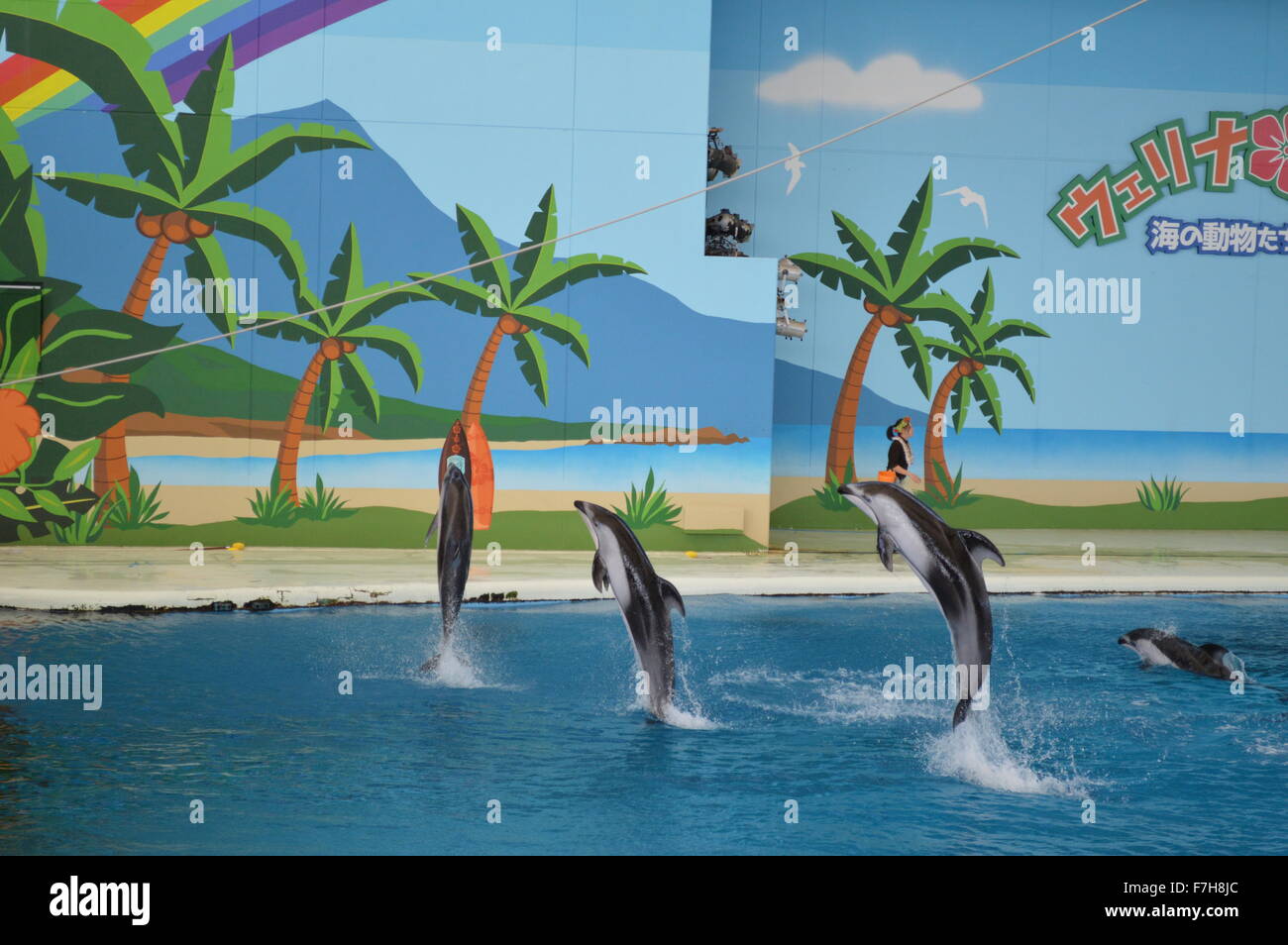 Dolphin dance in rhythm Stock Photo - Alamy