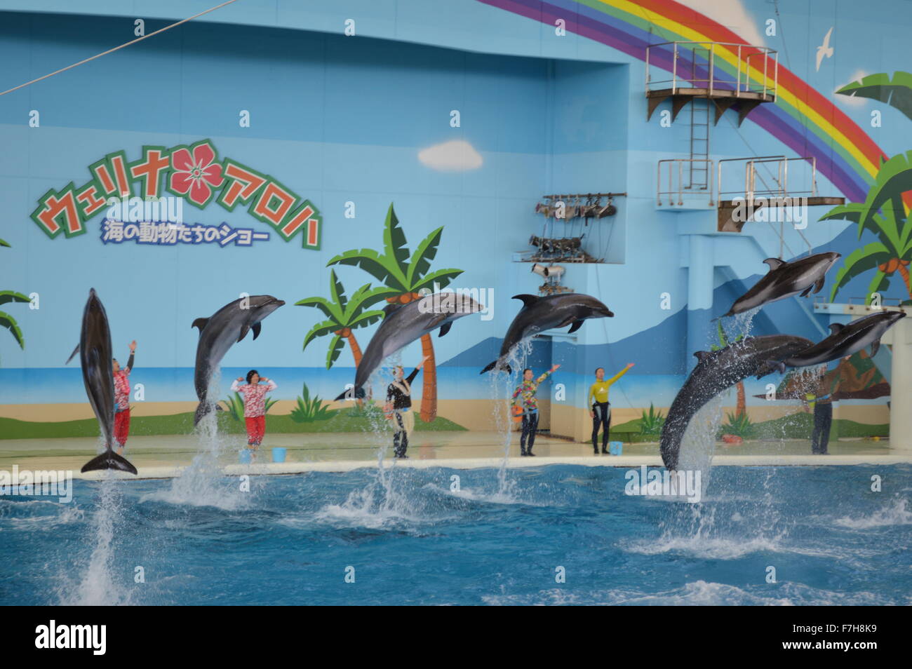 Dolphin in zoo hi-res stock photography and images - Alamy