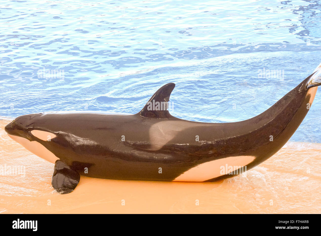 Mammal Orca Killer Whale Fish Stock Photo - Alamy