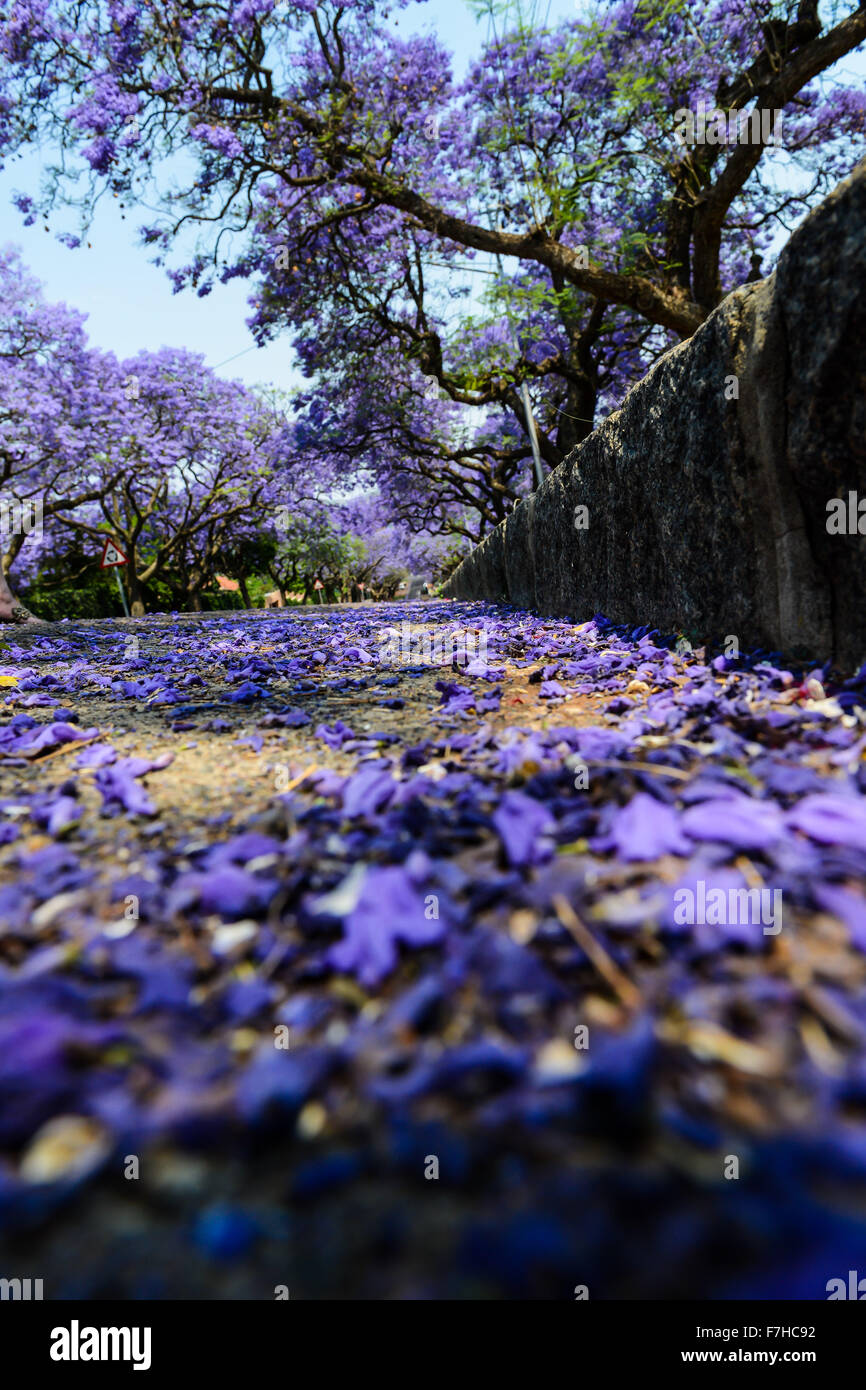 (151201) -- JOHANNESBURG, Dec. 1, 2015 (Xinhua) -- Photo taken on Oct ...
