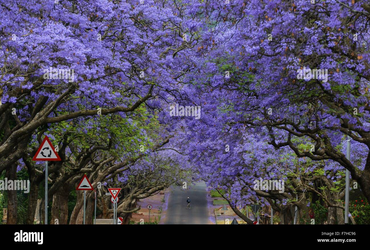 Jacaranda johannesburg hi-res stock photography and images - Alamy