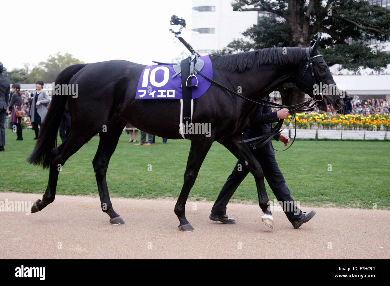 Kyoto, Japan. 22nd Nov, 2015. Fiero Horse Racing : Fiero trots on the ...
