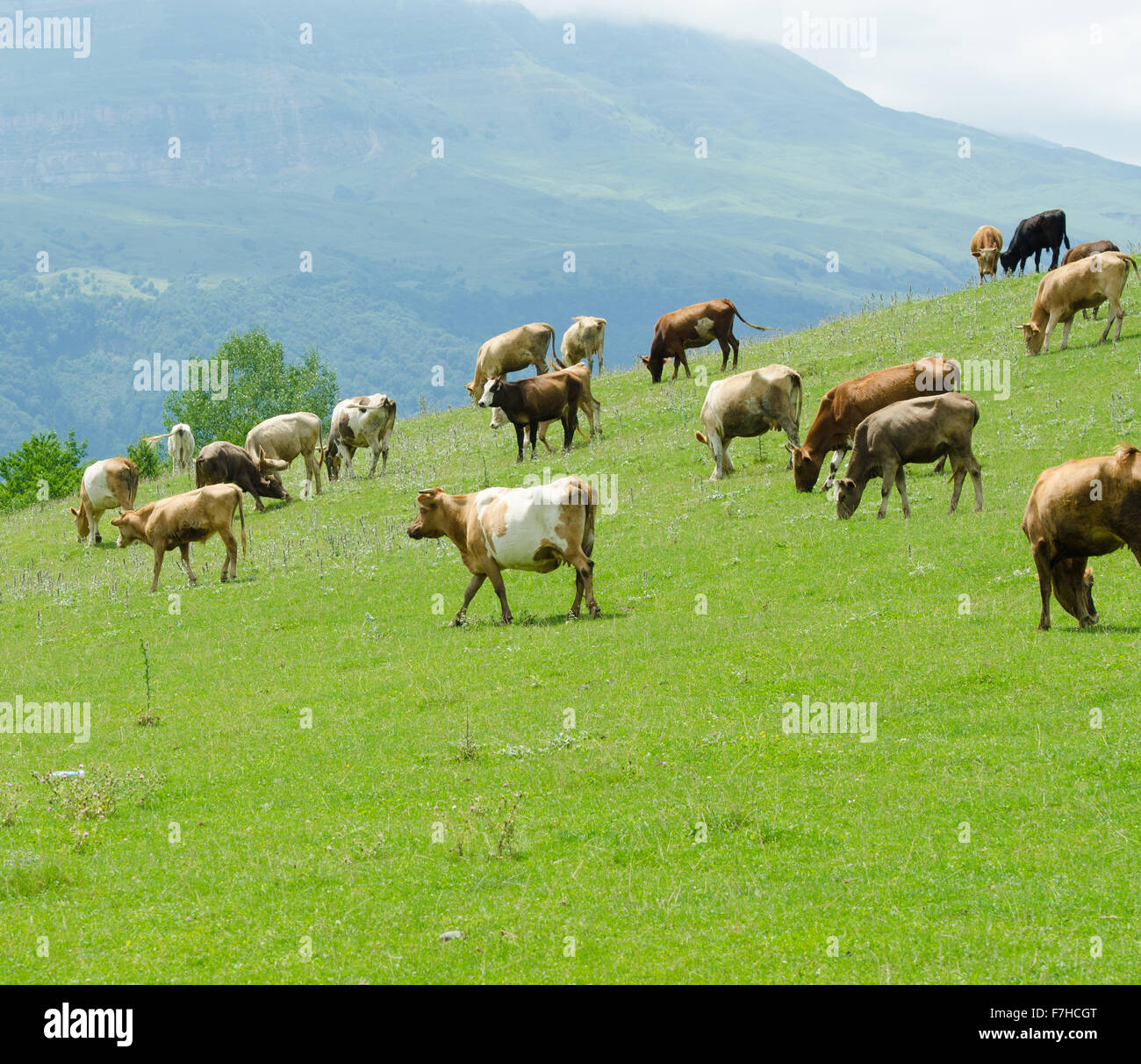 Cows grazing on the green field Stock Photo - Alamy
