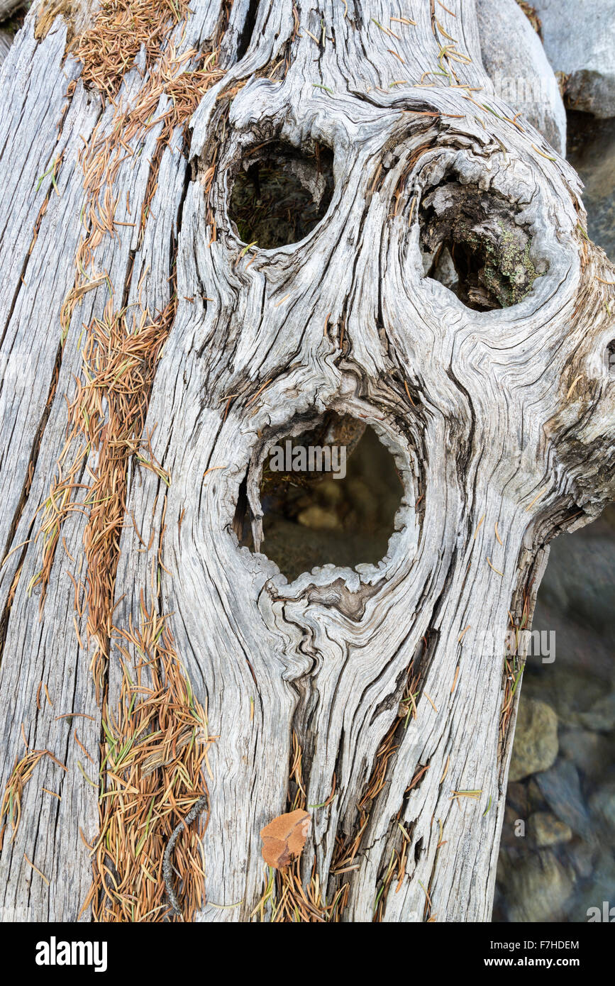 Decaying log hi-res stock photography and images - Alamy