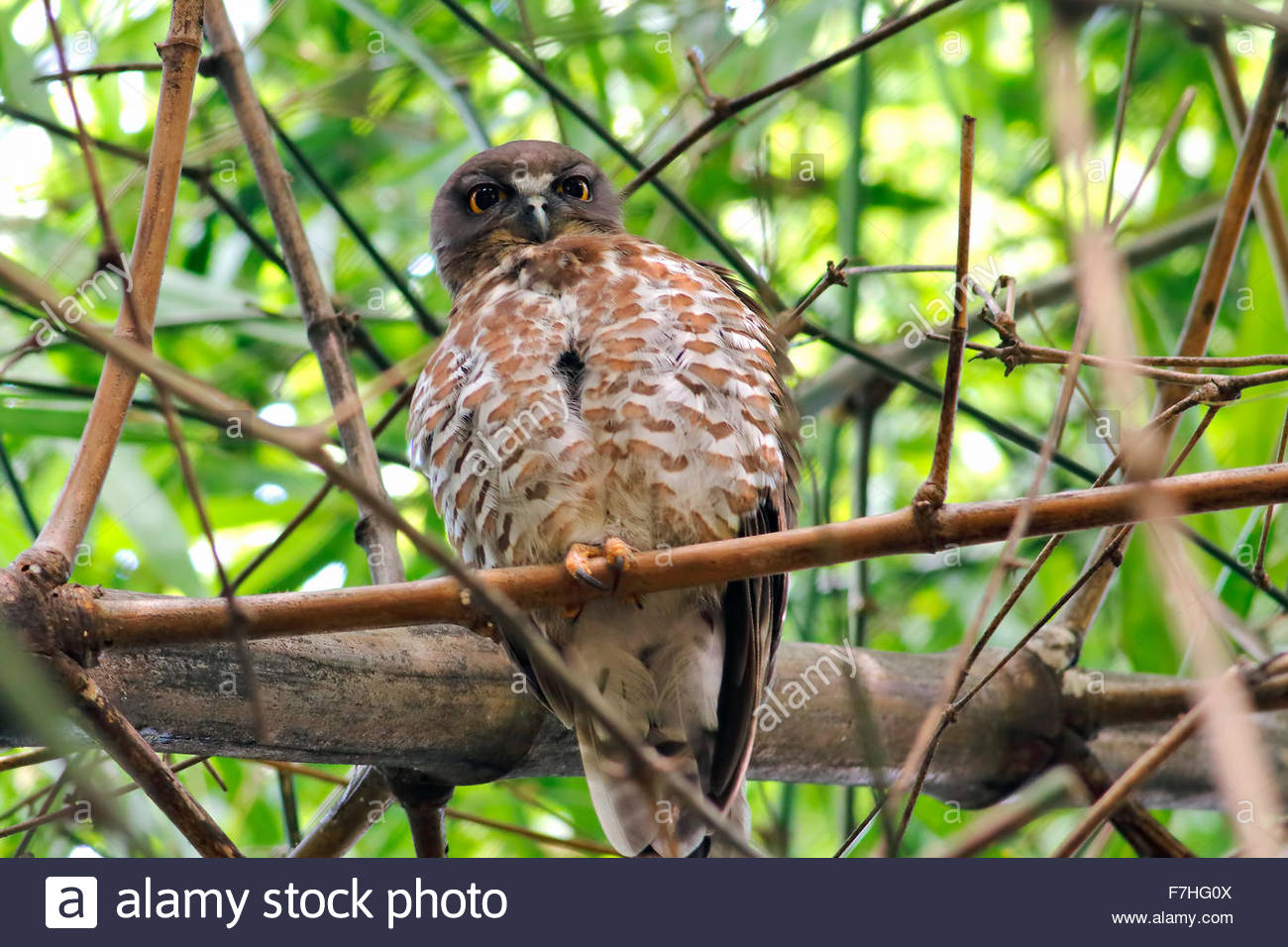 Boobook Owl Stock Photos & Boobook Owl Stock Images - Alamy