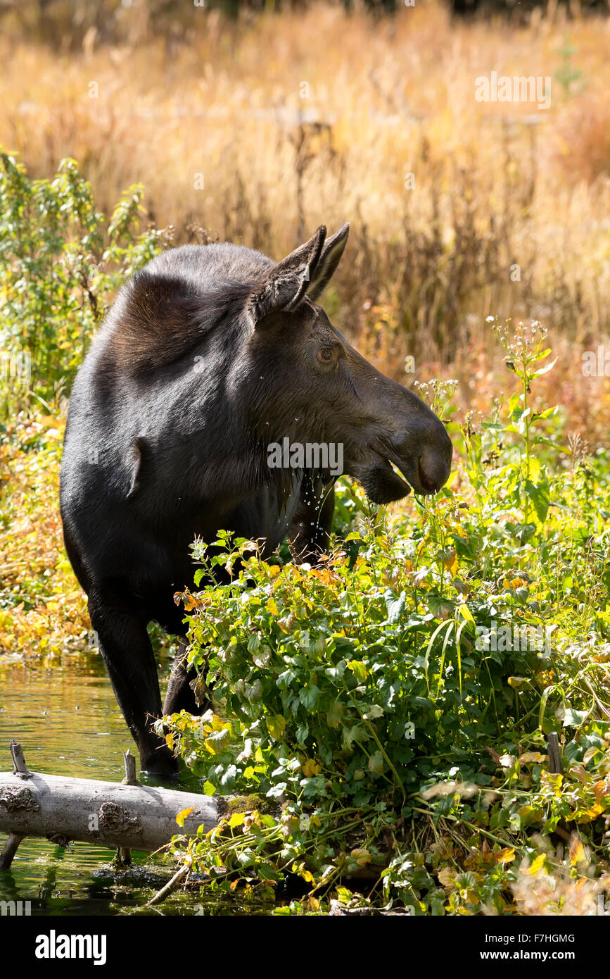 Moose at a beaver pond in Colorado's Weminuche Wilderness Stock Photo ...