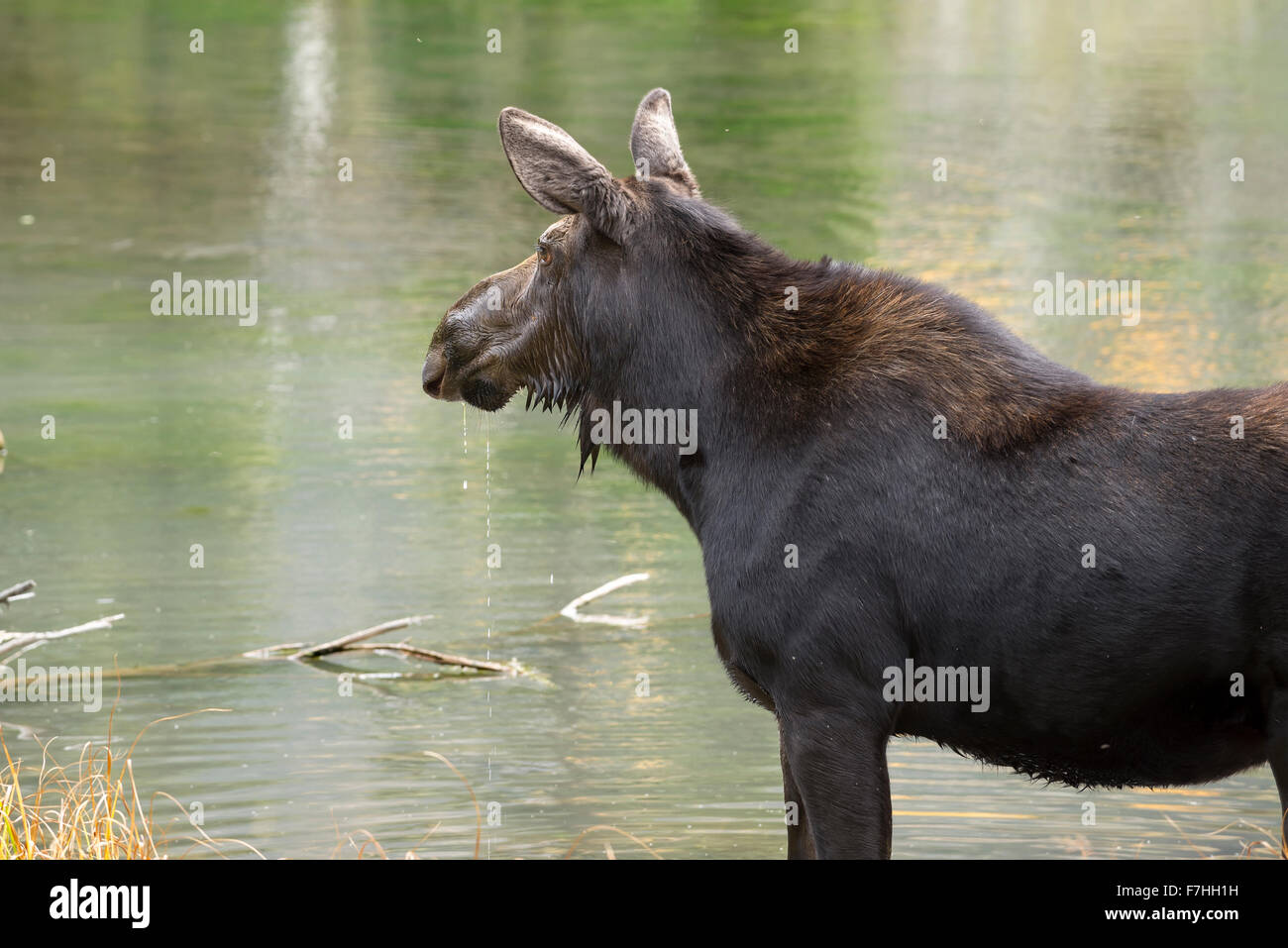 Moose, beaver pond hi-res stock photography and images - Alamy