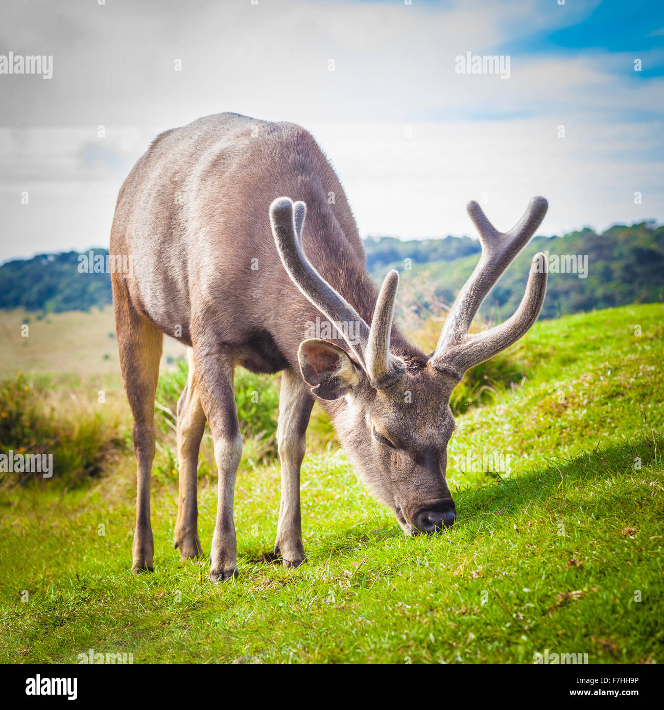 Male of the Sri Lankan sambar deer Stock Photo - Alamy