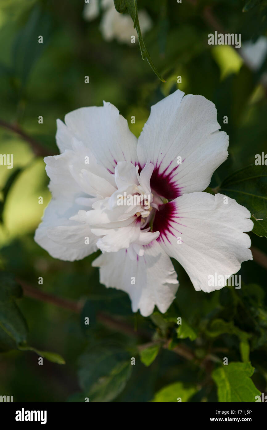 Commonwealth war graves gardens hi-res stock photography and images - Alamy