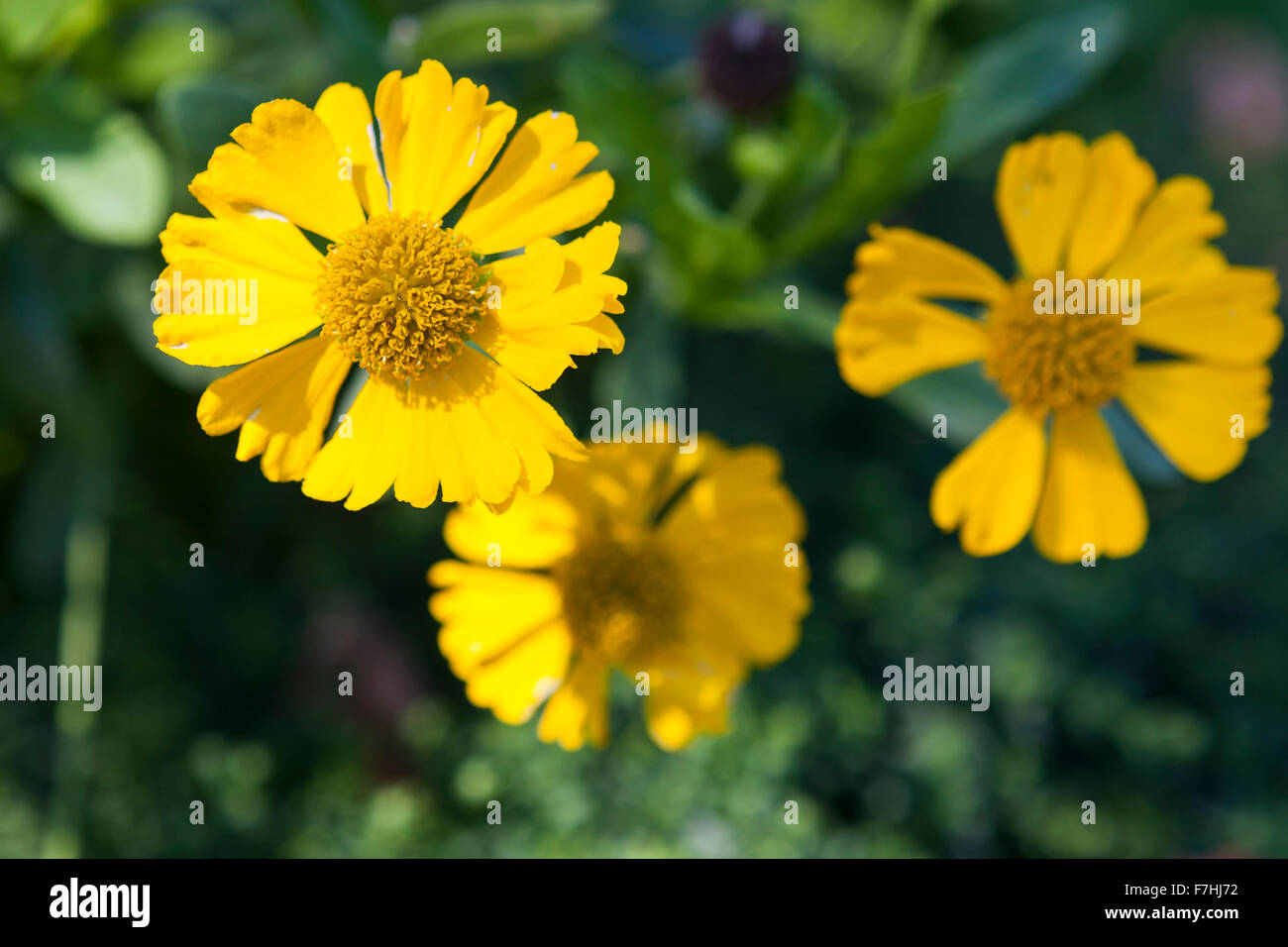 War cemetery,WW2. Coriano Ridge, Coriano, Italy Stock Photo - Alamy