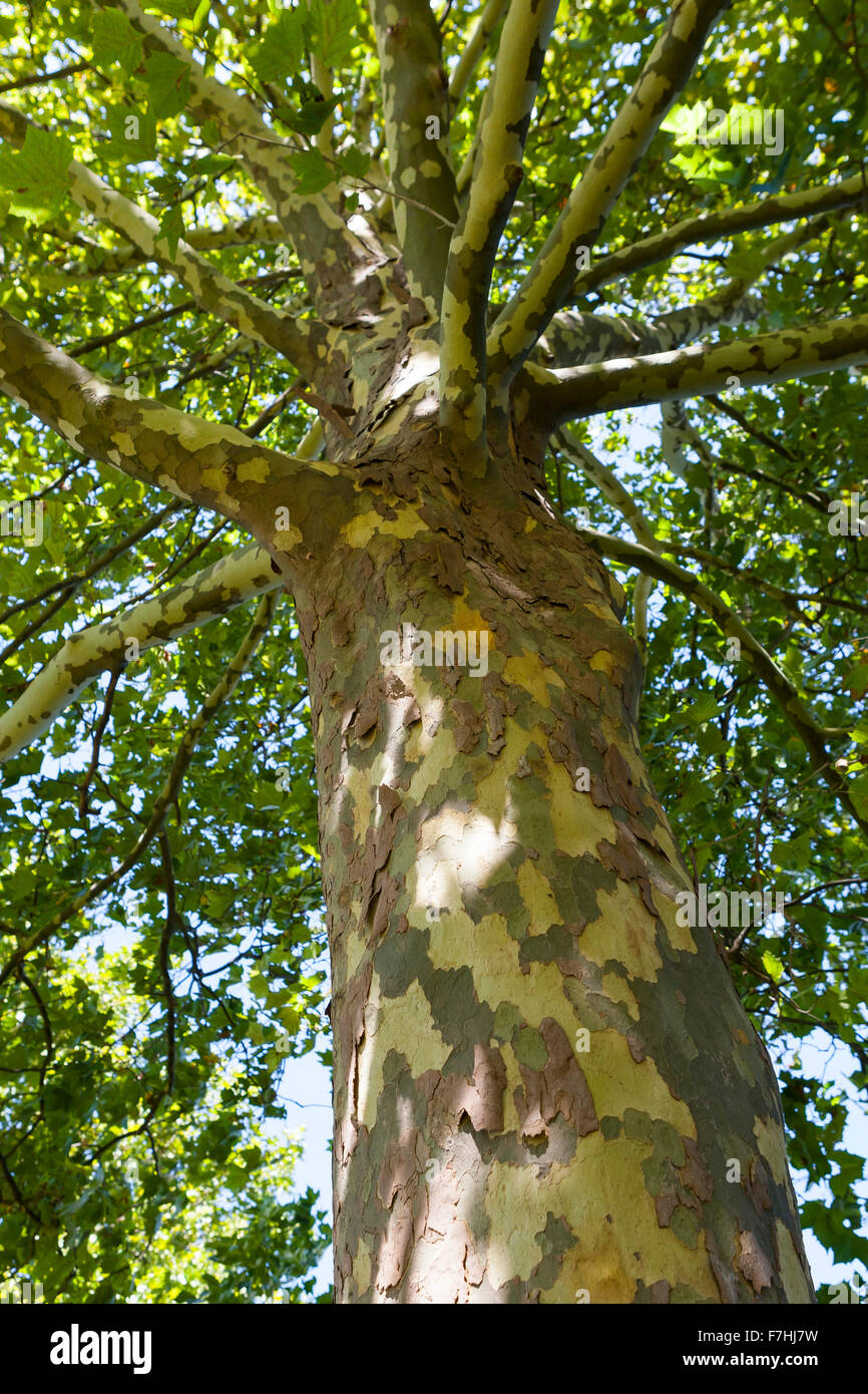 Coriano ridge hi-res stock photography and images - Alamy