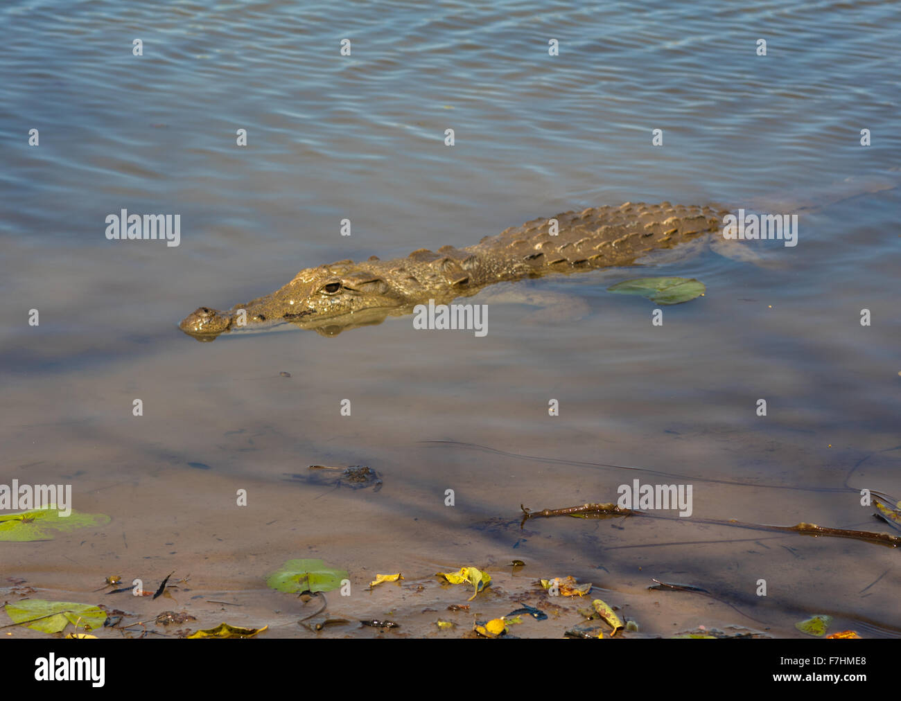 Sacred crocodile in Sabou, Burkina Faso, Africa Stock Photo - Alamy