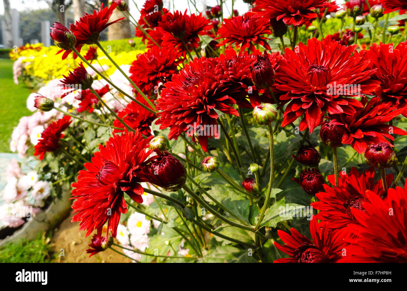 Gebera bunch hi-res stock photography and images - Alamy